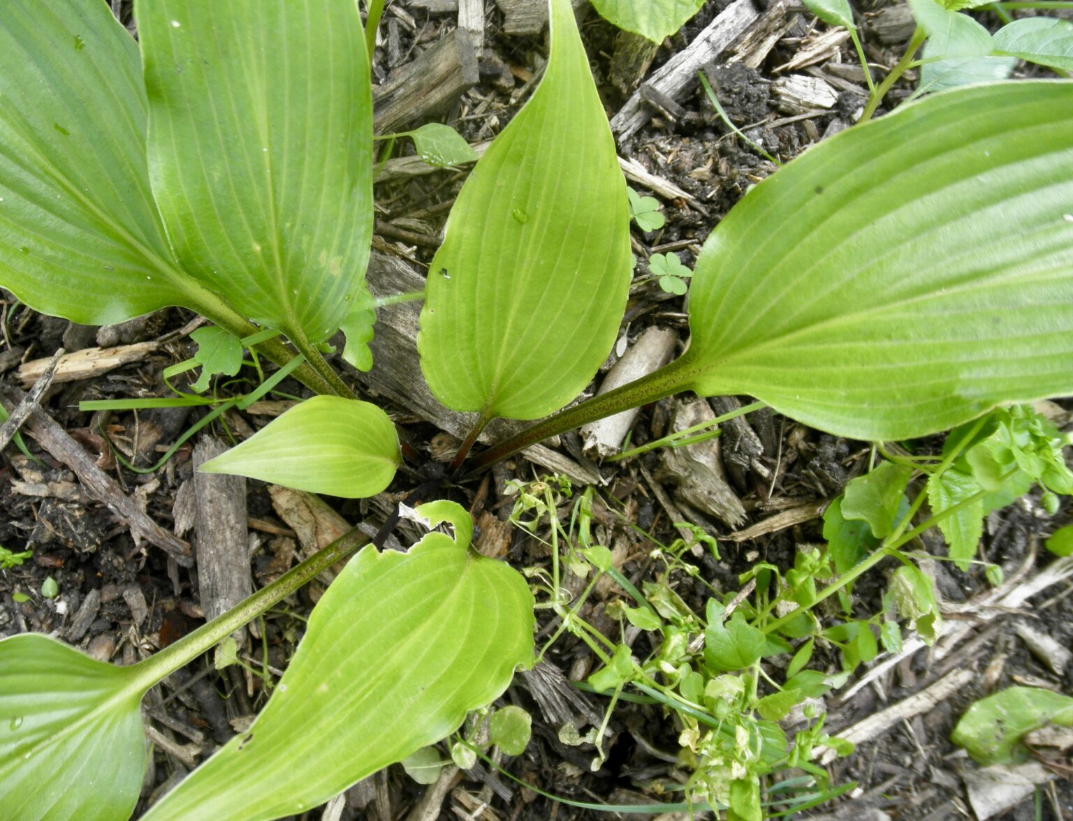 Eye of the Dragon Hosta – Hostas-Store