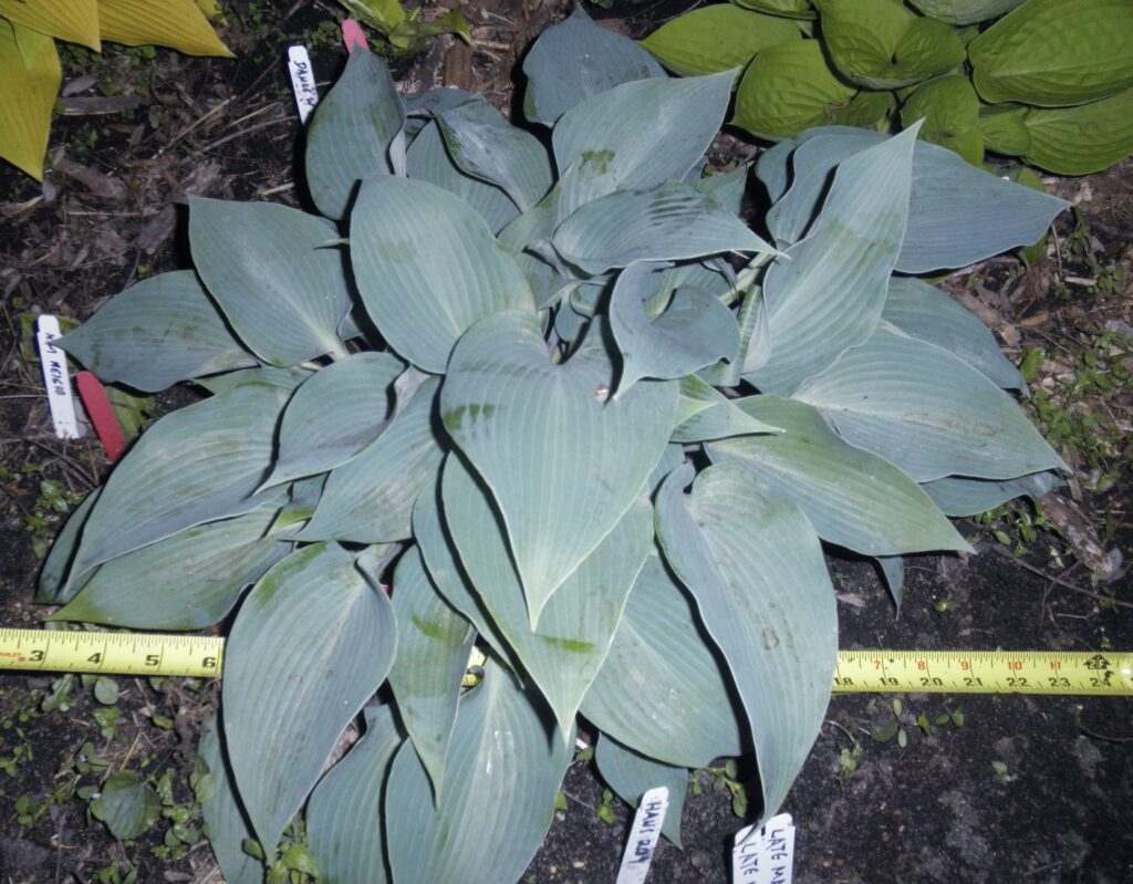 Midnight Blue Hosta O.S. – Hostas-Store