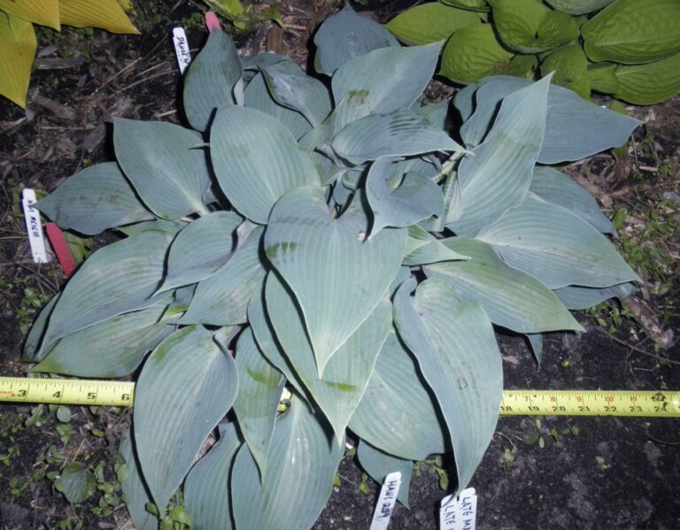 Midnight Blue Hosta O.S. – Hostas-Store