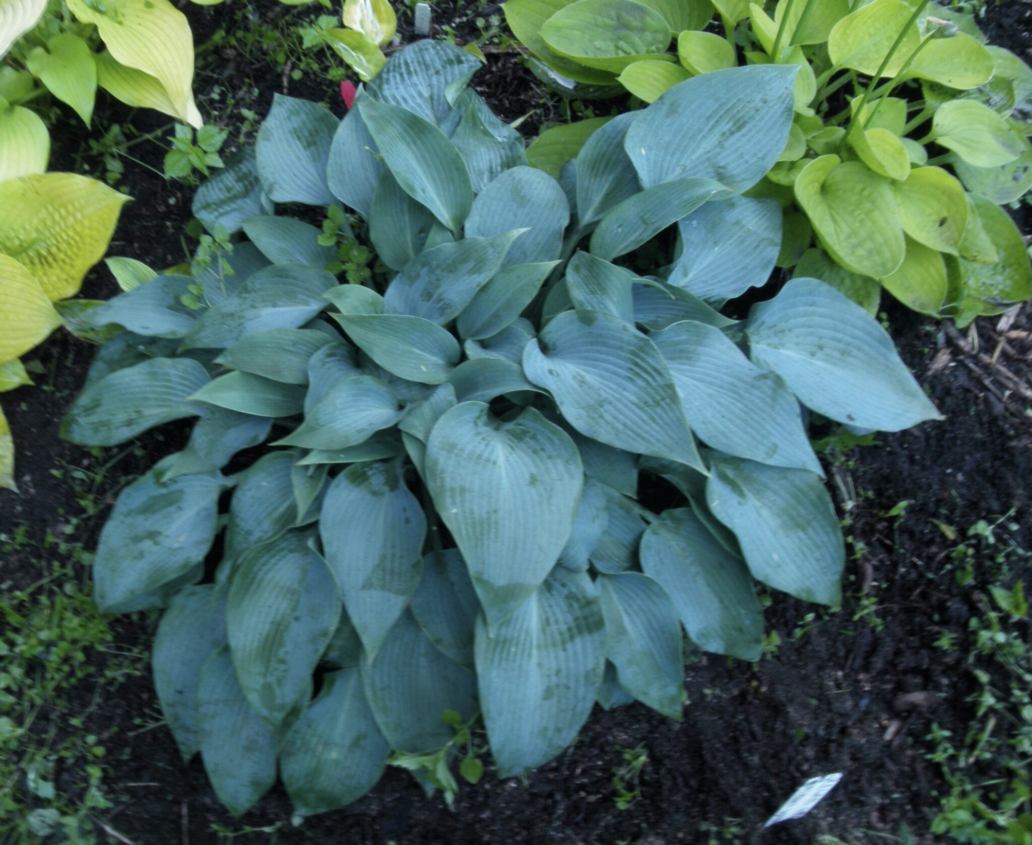 Midnight Blue Hosta O.S. – Hostas-Store