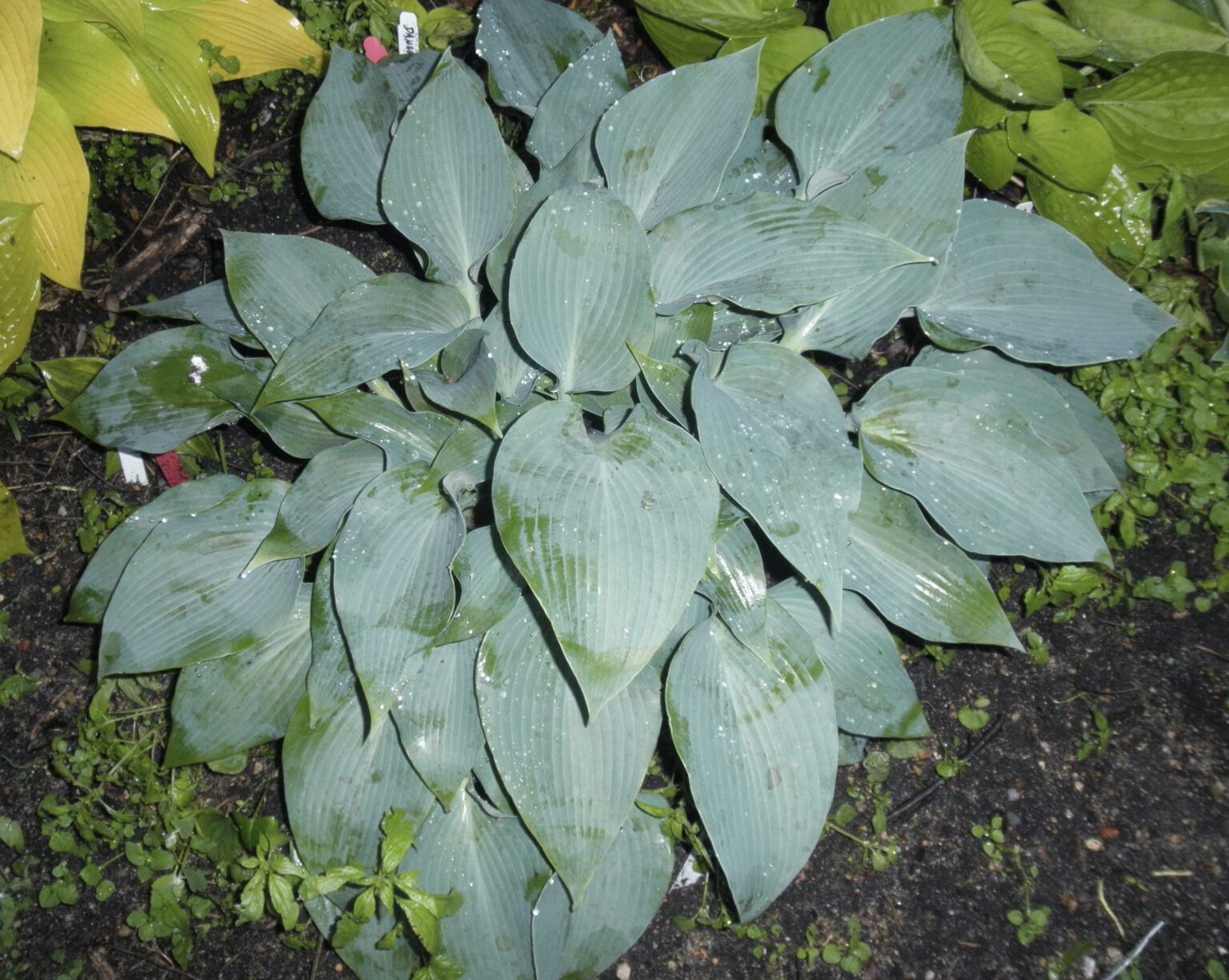 Midnight Blue Hosta O.S. – Hostas-Store