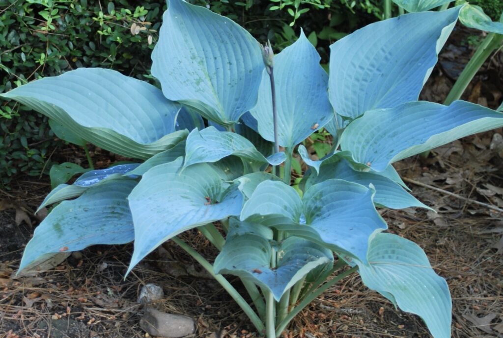 Aragorn Hosta – Hostas-Store