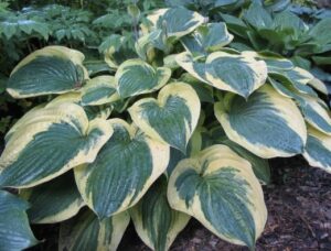 Strawberry Surprise Hosta – Hostas-Store