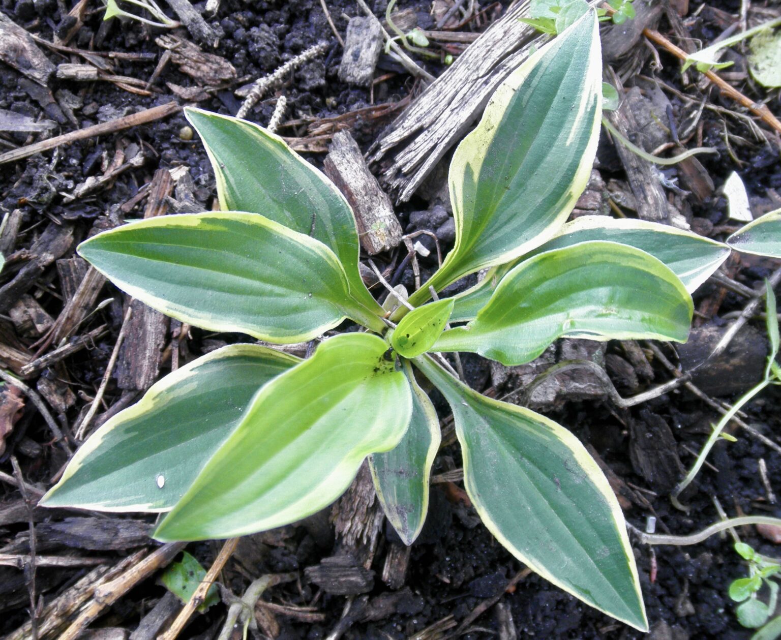Cosmic Dew Hosta – Hostas-Store