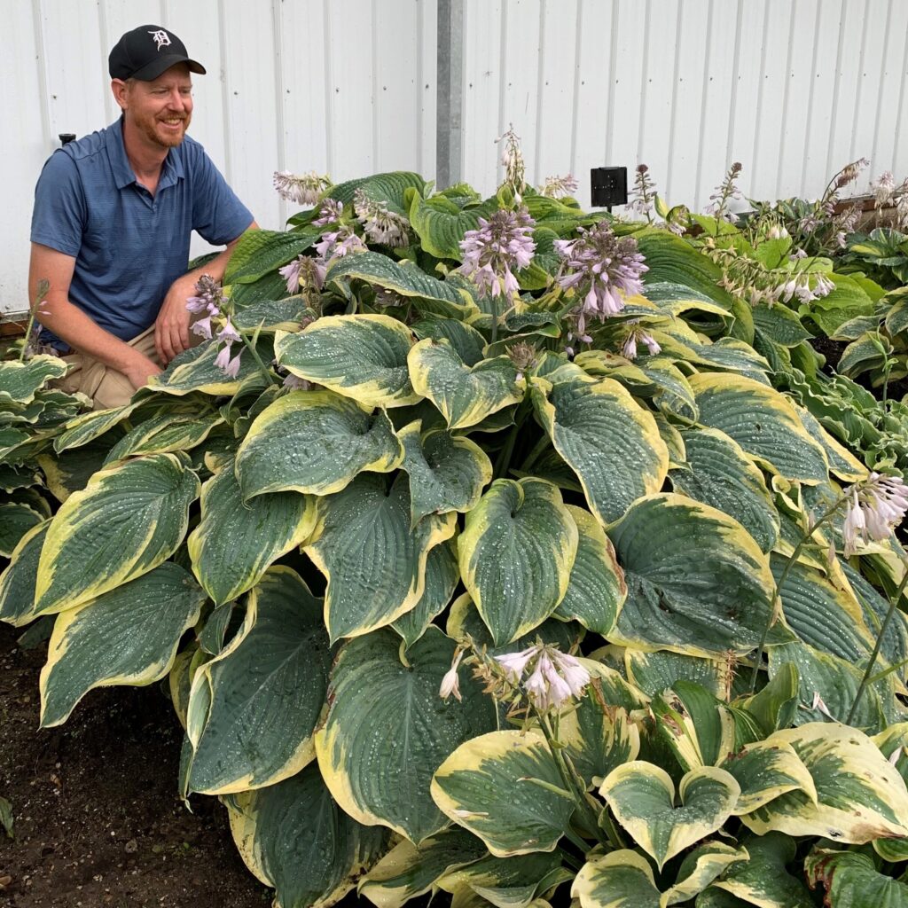 Hosta Plants – Page 9 – Hostas-Store