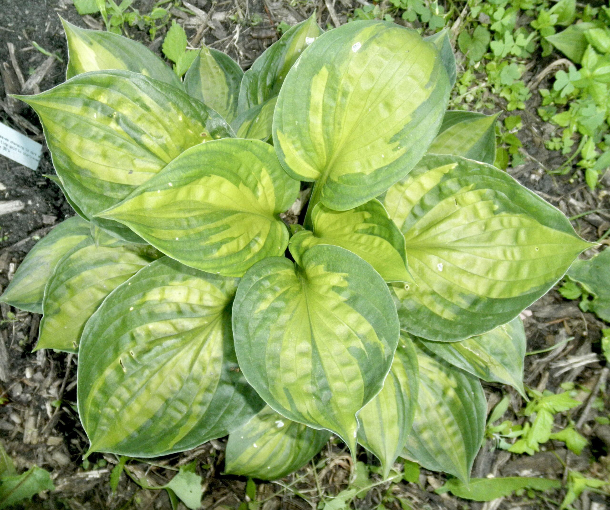 Derecho Hosta O.S. – Hostas-Store