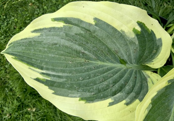 For Loved Ones Hosta – Hostas-Store